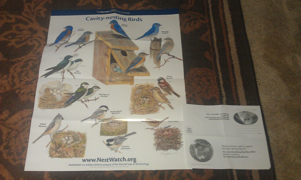 Cavity Nesting Birds Poster